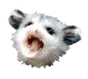 Opossum Discord Emojis | Discord Emotes List