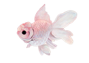 Fish Discord Emojis | Discord Emotes List