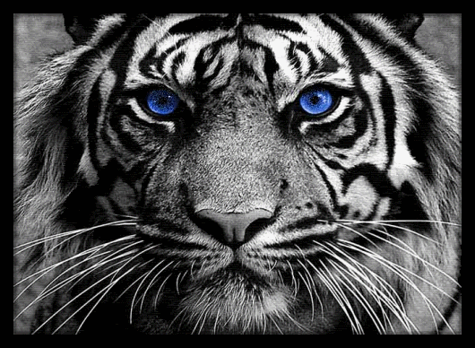 Tiger Discord Emojis | Discord Emotes List