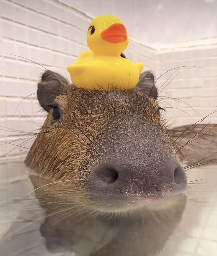 Capybara Discord Emojis | Discord Emotes List