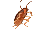 Pest Discord Emojis | Discord Emotes List
