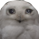 Owls Discord Emojis | Discord Emotes List