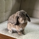 Rabbit Discord Emojis | Discord Emotes List